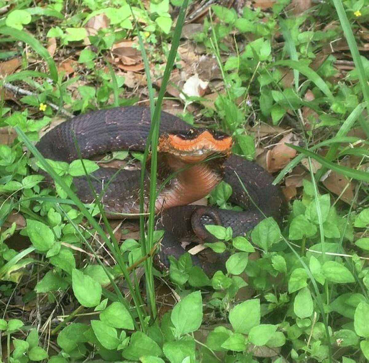 Rare, cobra-like snake spotted at Brazos Bend State Park after ...