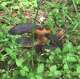 Rare, cobra-like snake spotted at Brazos Bend State Park after ...