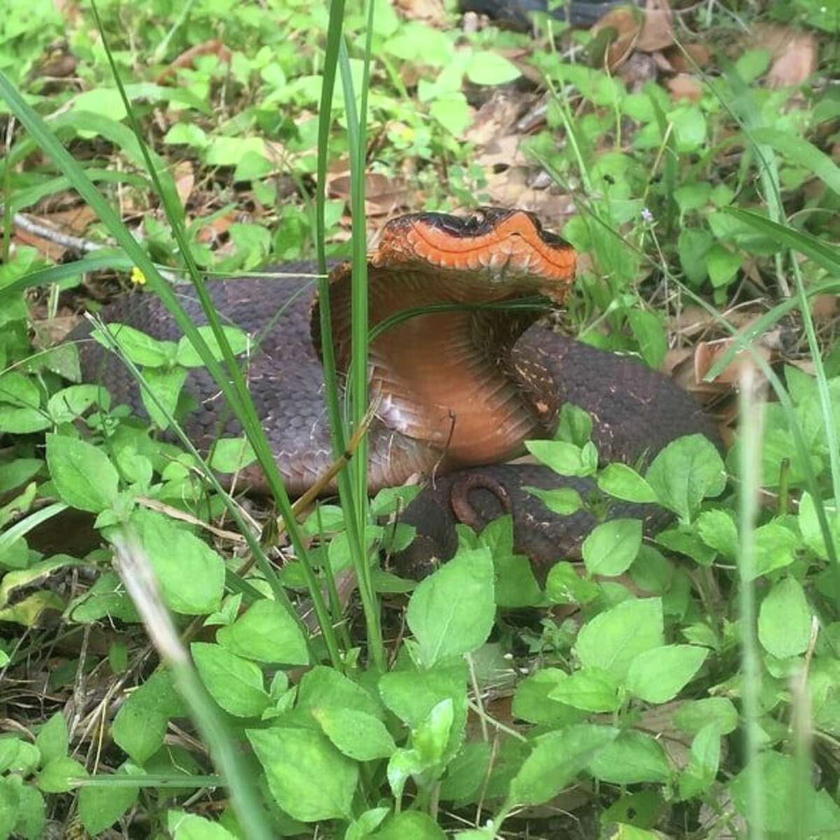 Rare, cobra-like snake spotted at Brazos Bend State Park after ...