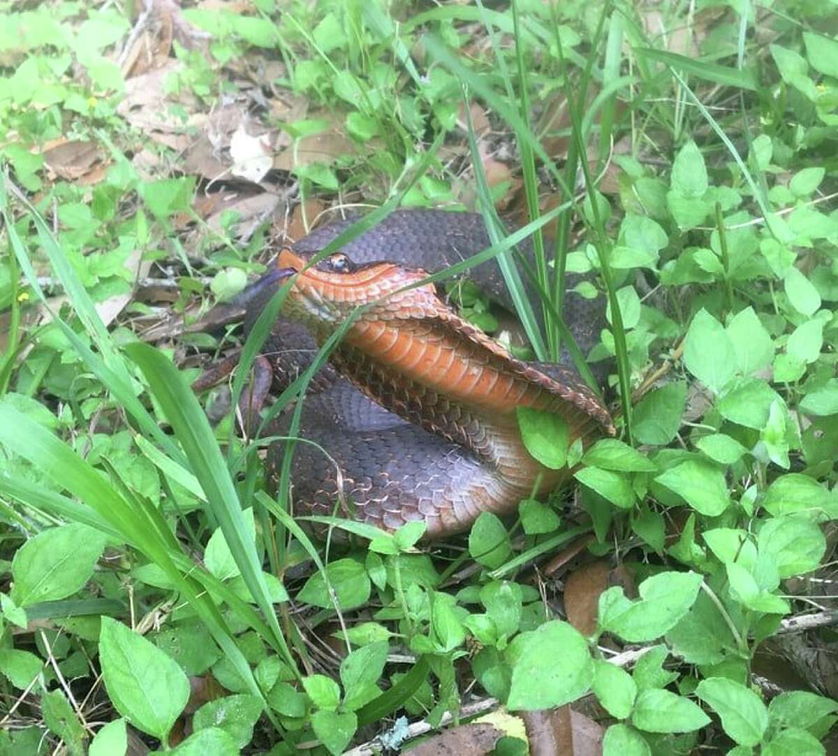 Rare, cobra-like snake spotted at Brazos Bend State Park after ...