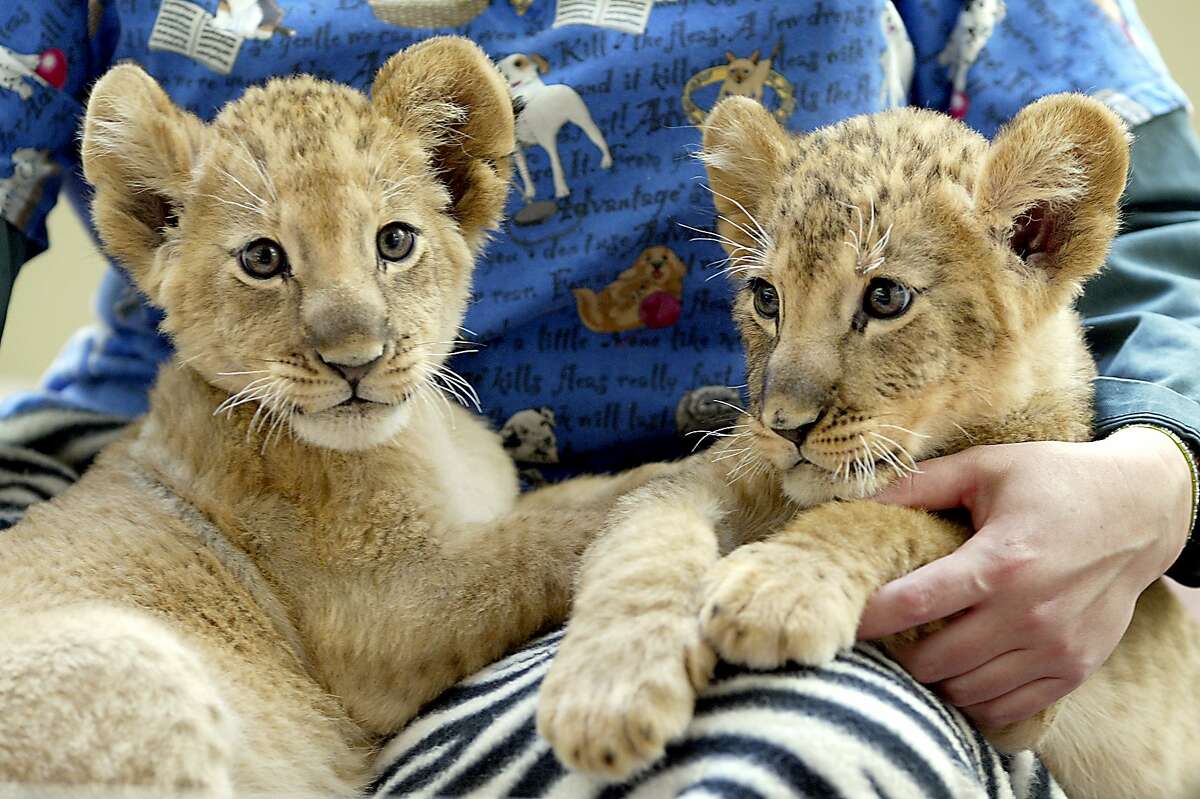 Jahari, popular 16-year-old lion at San Francisco Zoo, dies of old age