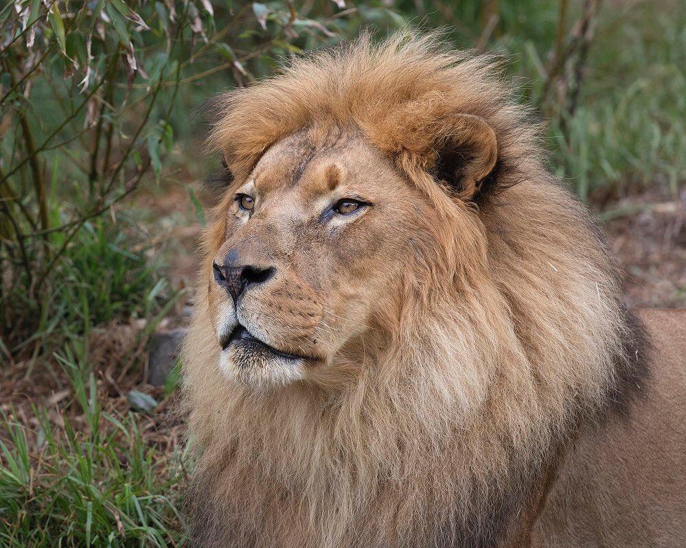 Jahari, popular 16-year-old lion at San Francisco Zoo, dies of old age Jahari, popular 16-year-old lion at San Francisco Zoo, dies of old age