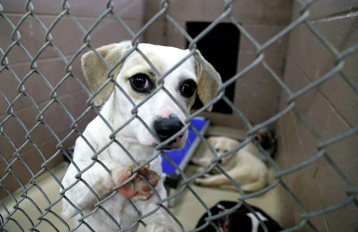 Harris County animal shelter in capacity crisis, drops fees to $10