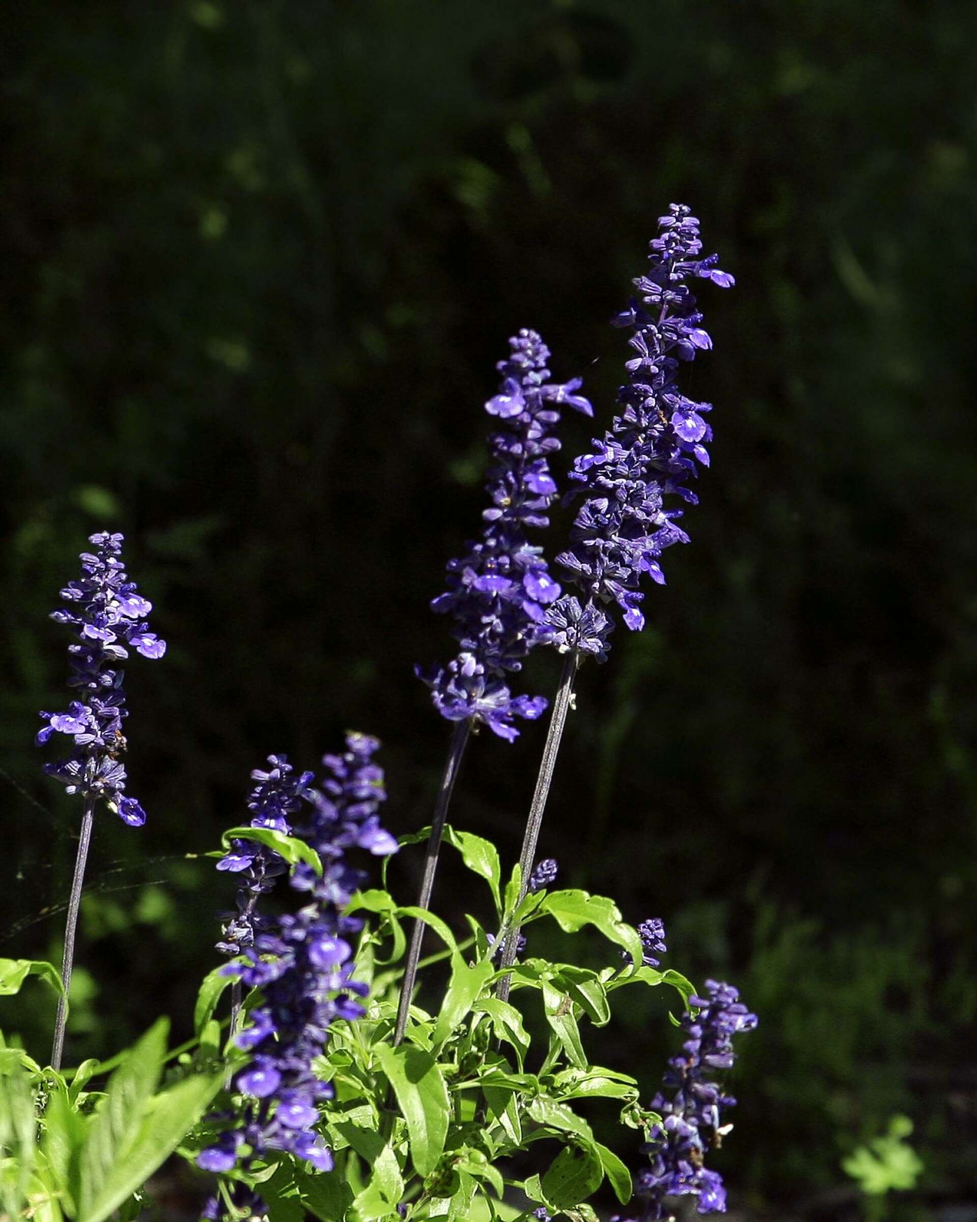 Celebrate the year of the salvia with blue, red and purple varieties