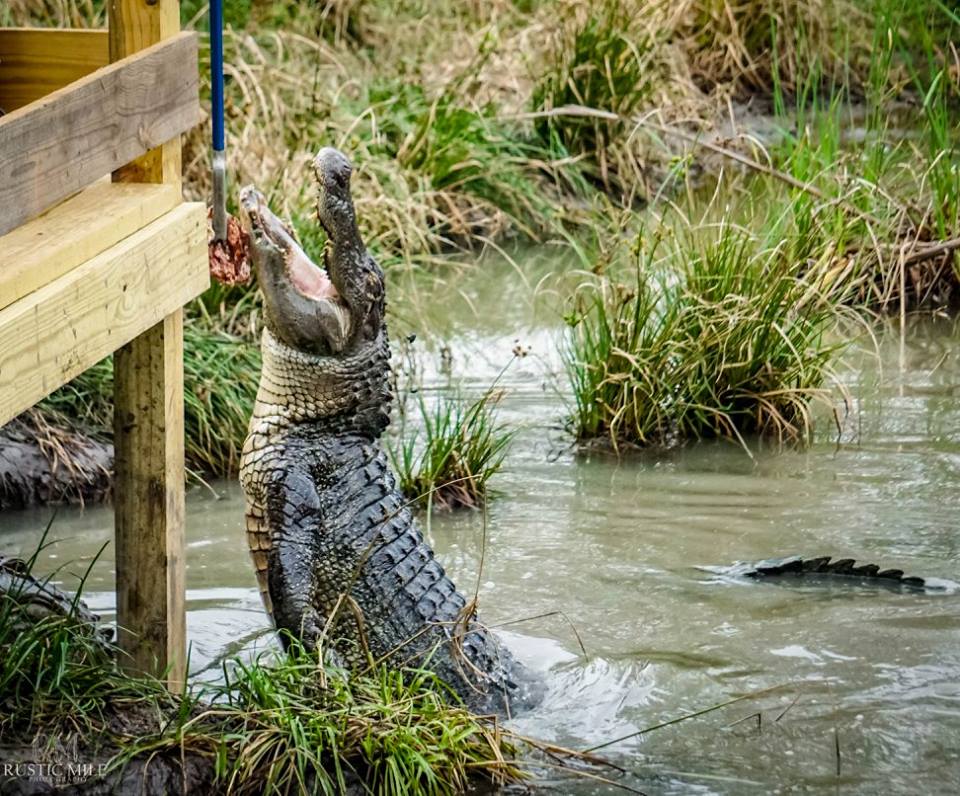 The largest crocodile facility in the country is in Houston's backyard