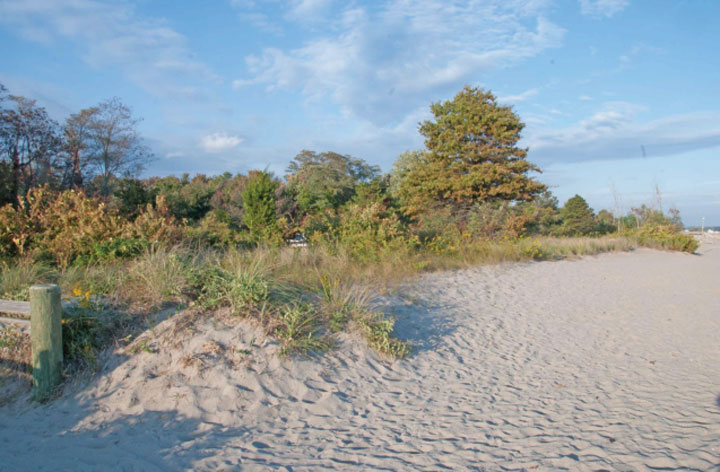Dune restoration planned at Walnut Beach