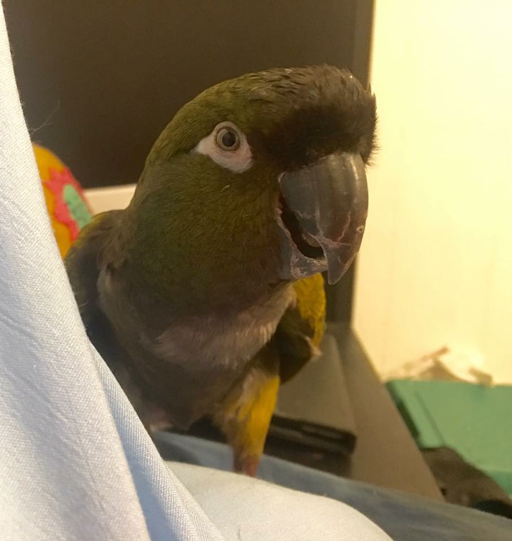 Have you seen Doc the parrot, missing since November?