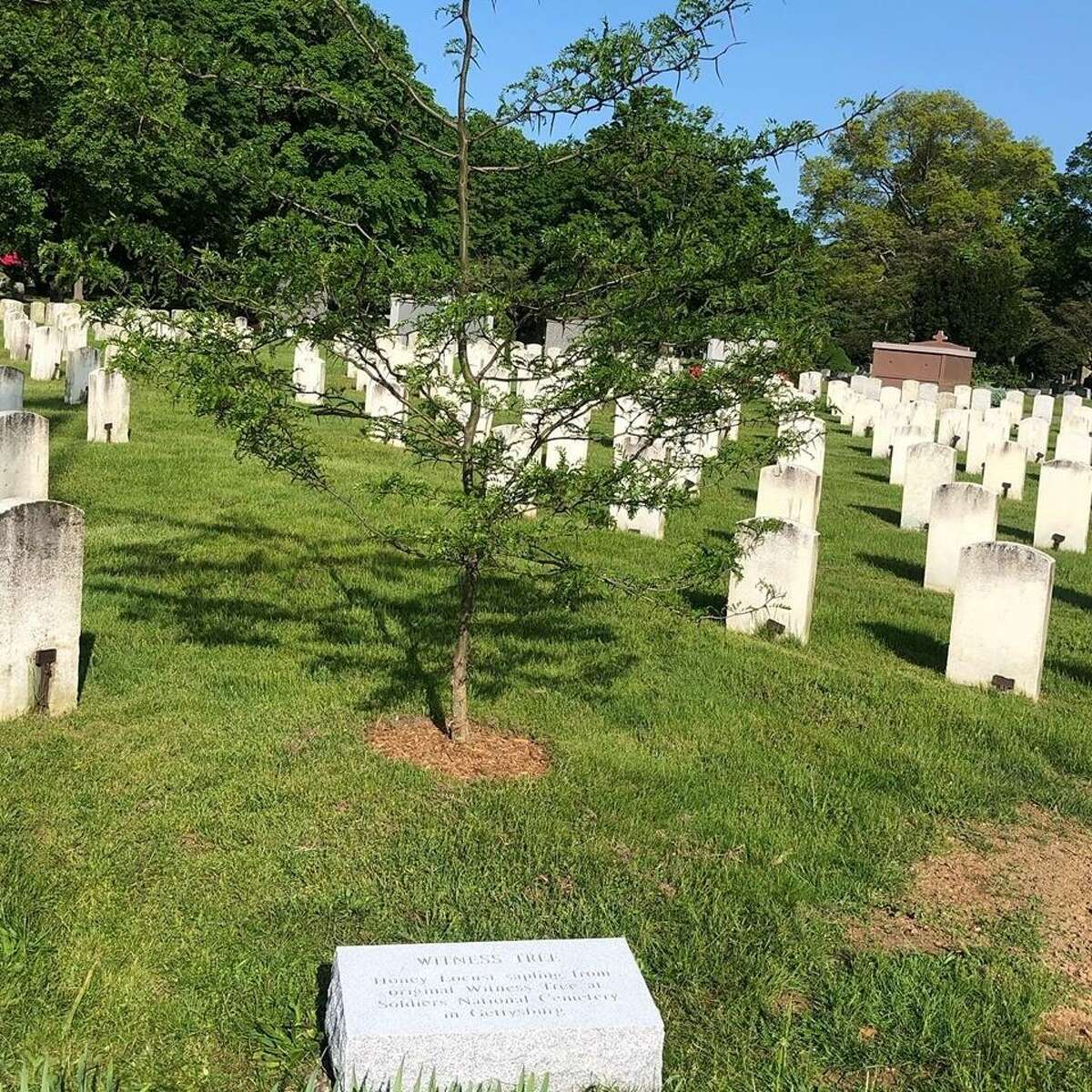 Witness Tree monument unveiled in Darien