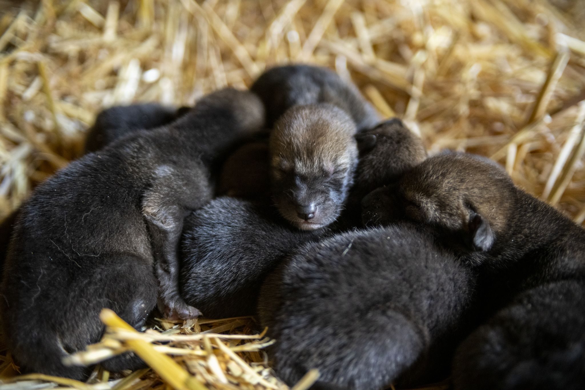 You can help name the 8 red wolf puppies at Tacoma's Point Defiance Zoo ...