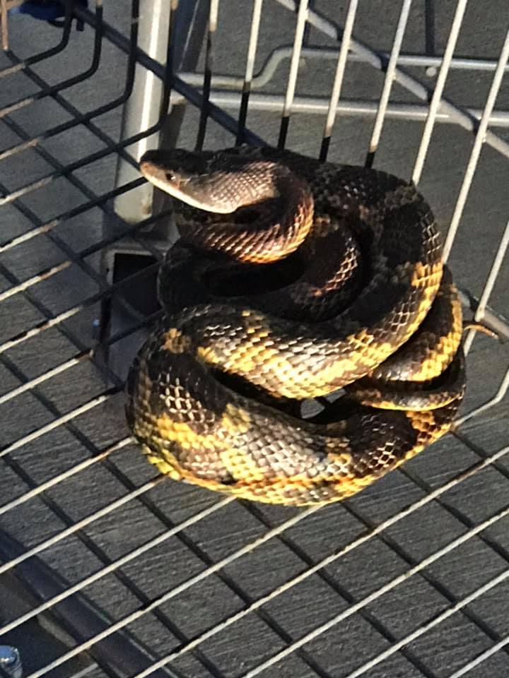 Large rat snake found in shopping cart at Walmart in Texas