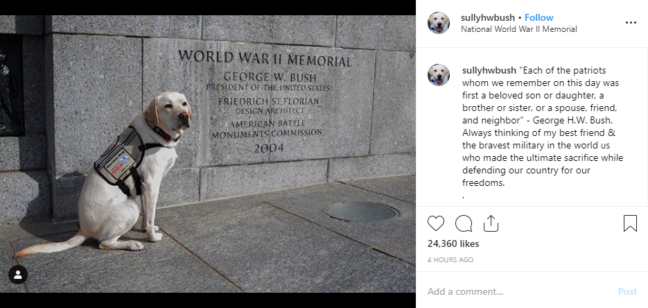 'Always thinking of my best friend': Bush 41's service dog poses for ...