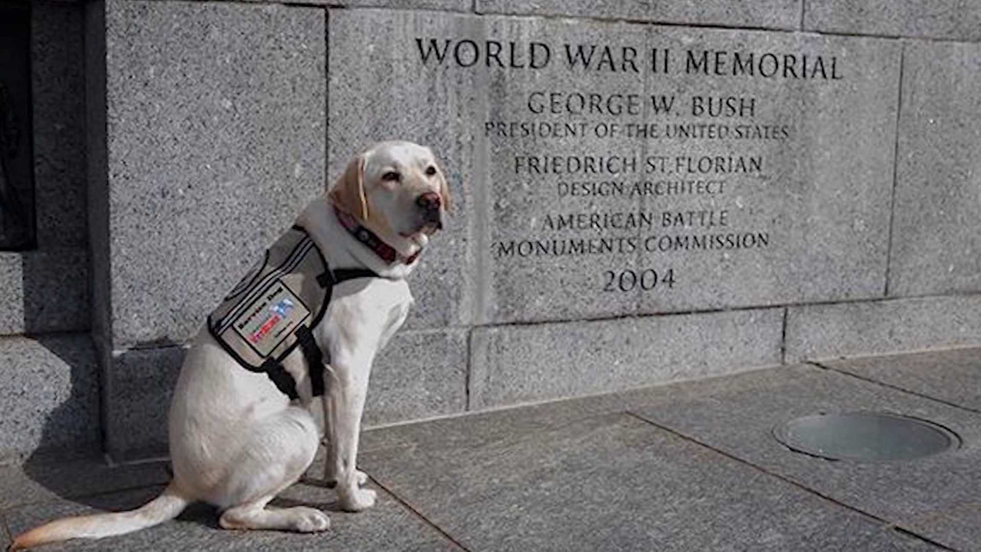 Sully the service dog honors George HW Bush on Memorial Day