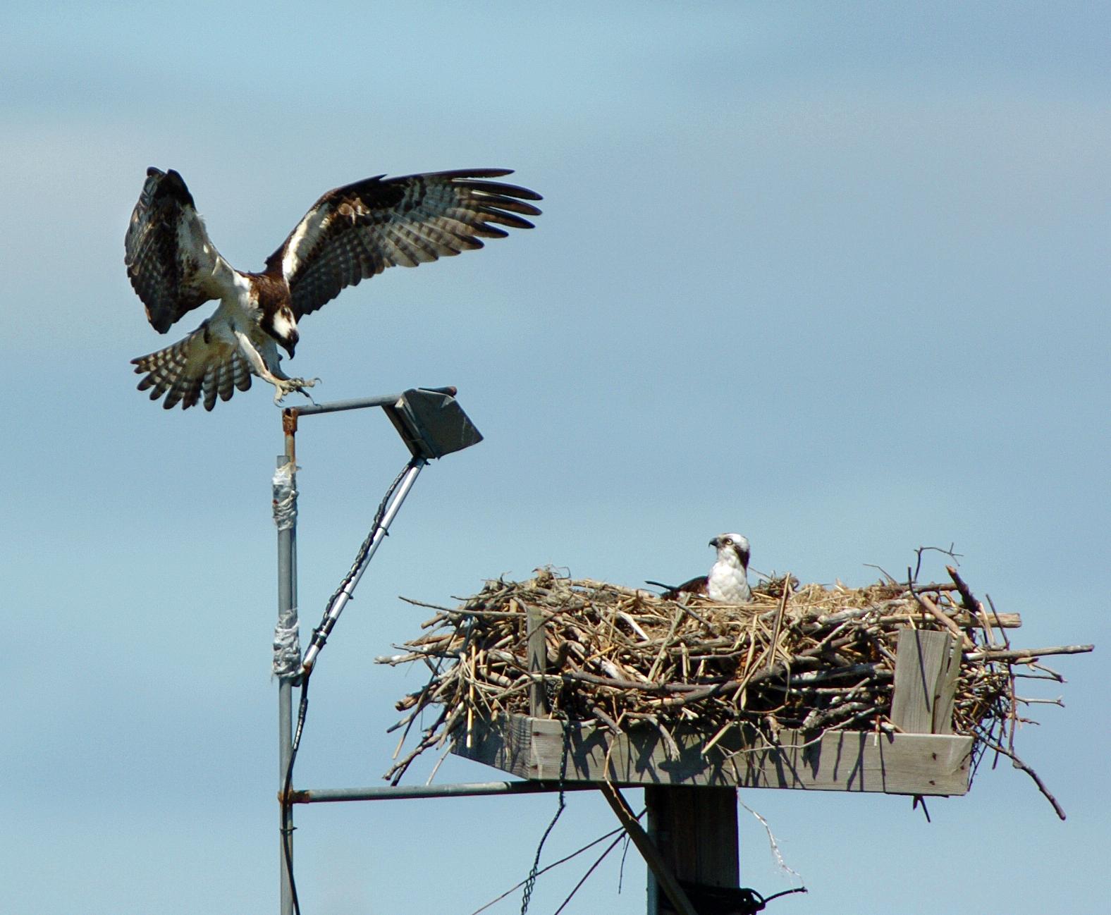 Jerry Walls: All living creatures have the same basic needs