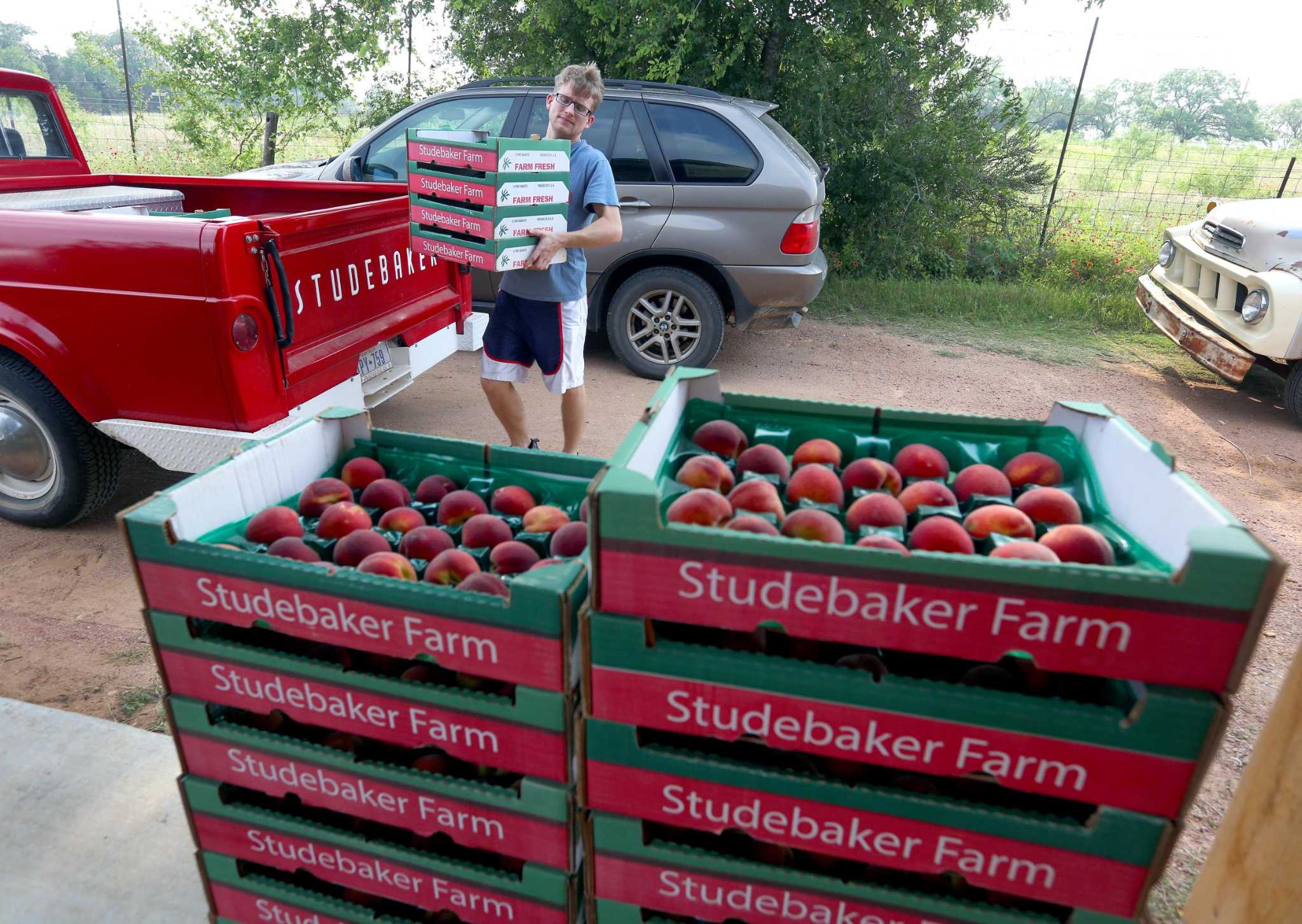 Expect a sweet peach crop out of the Hill Country this year