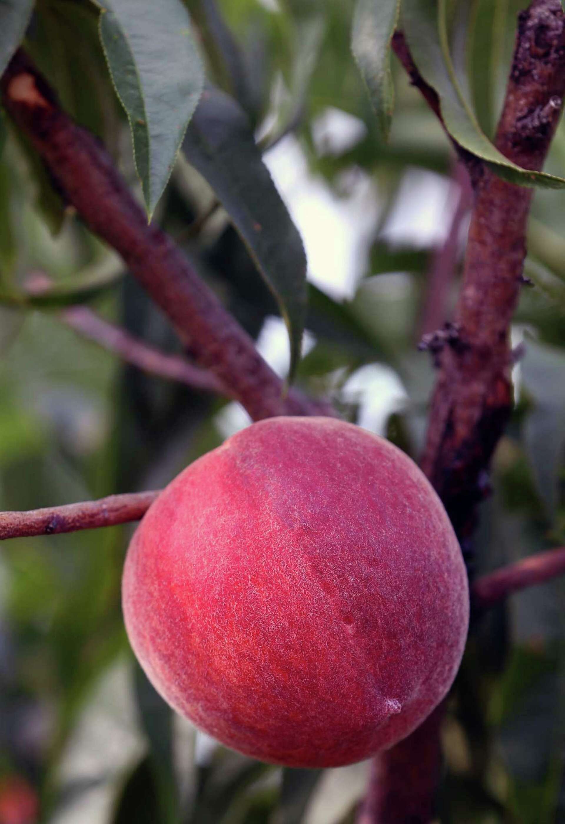 Expect a sweet peach crop out of the Hill Country this year