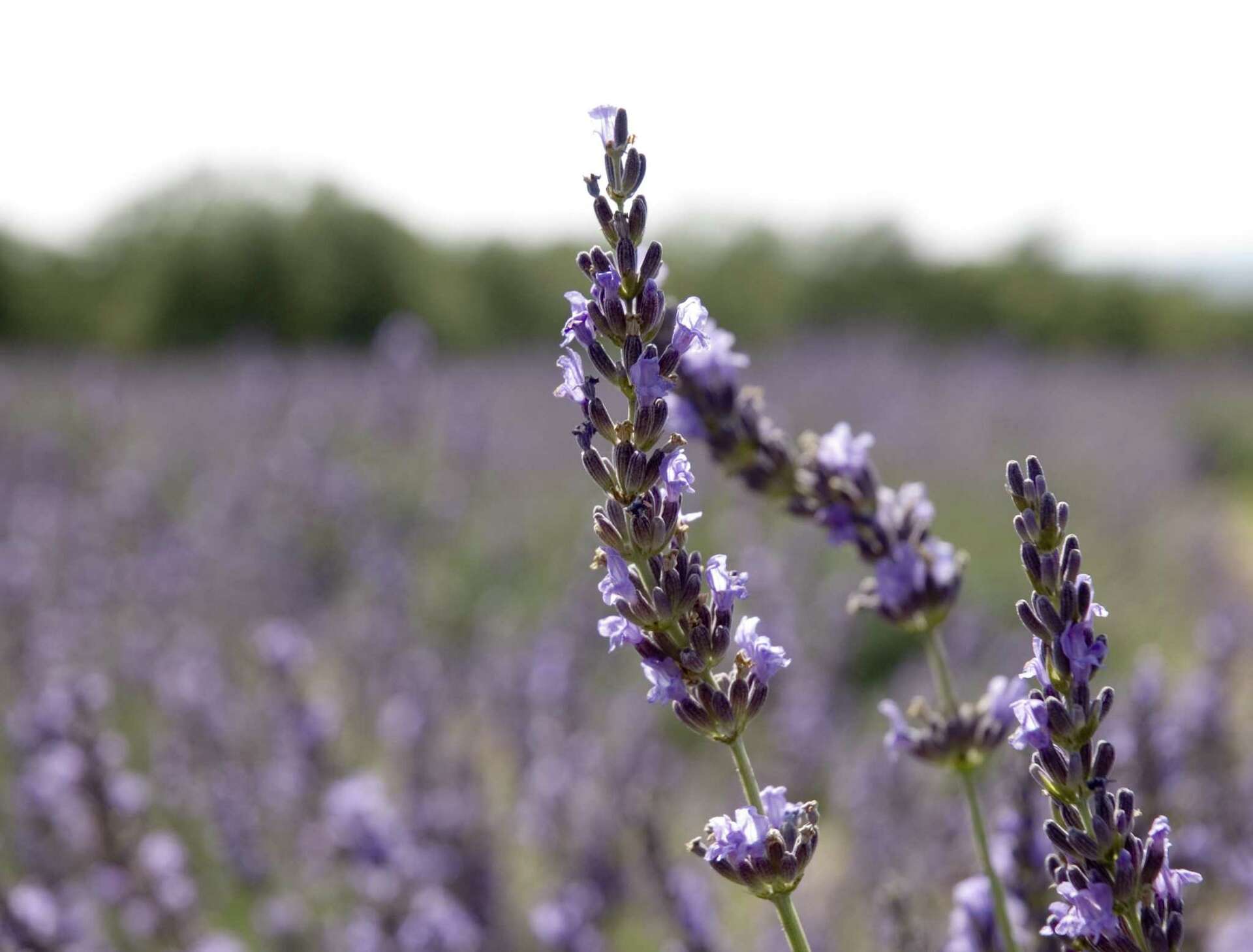 Breathe in the global scent of relaxation right here in Texas