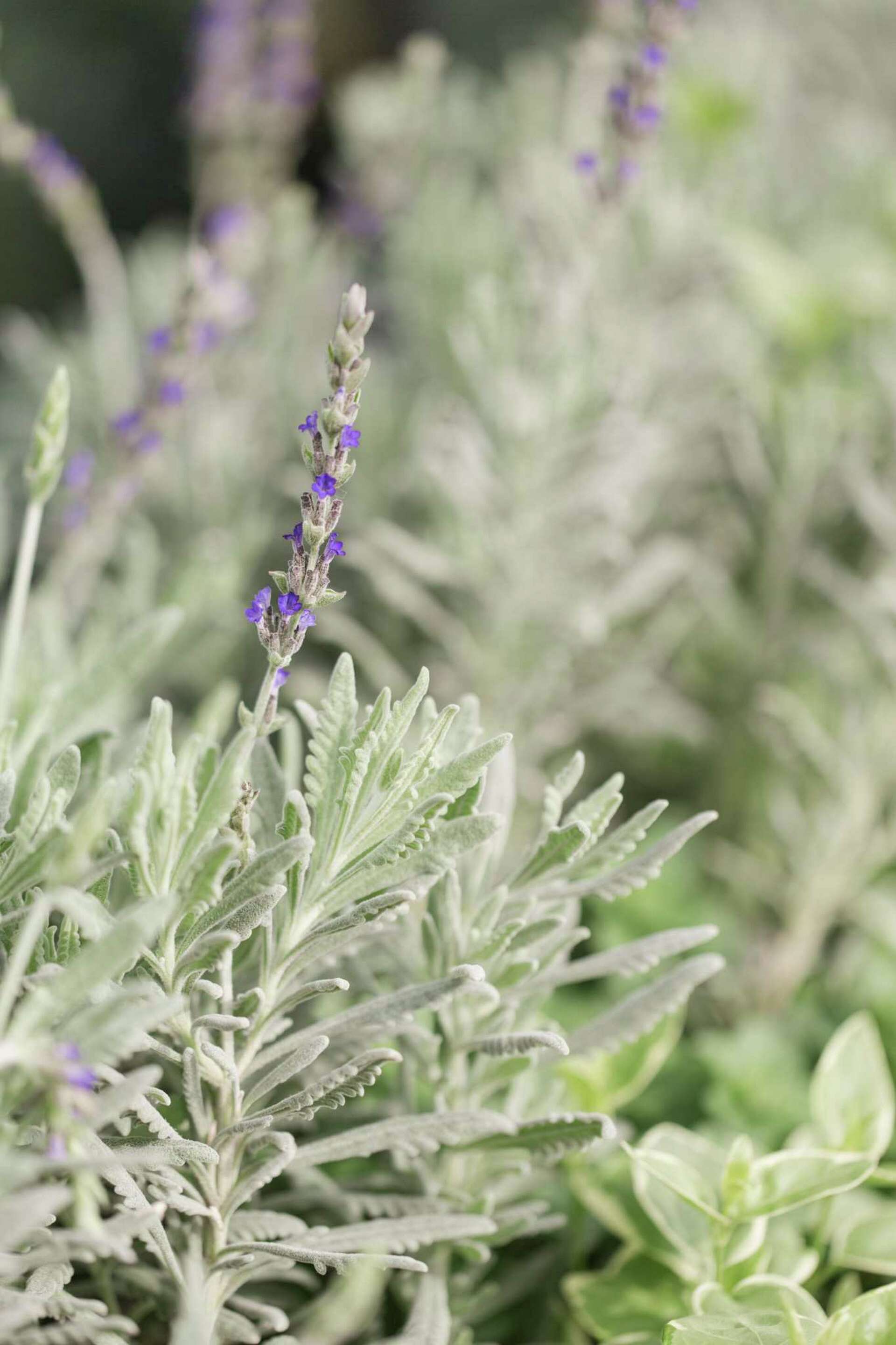 Breathe in the global scent of relaxation right here in Texas