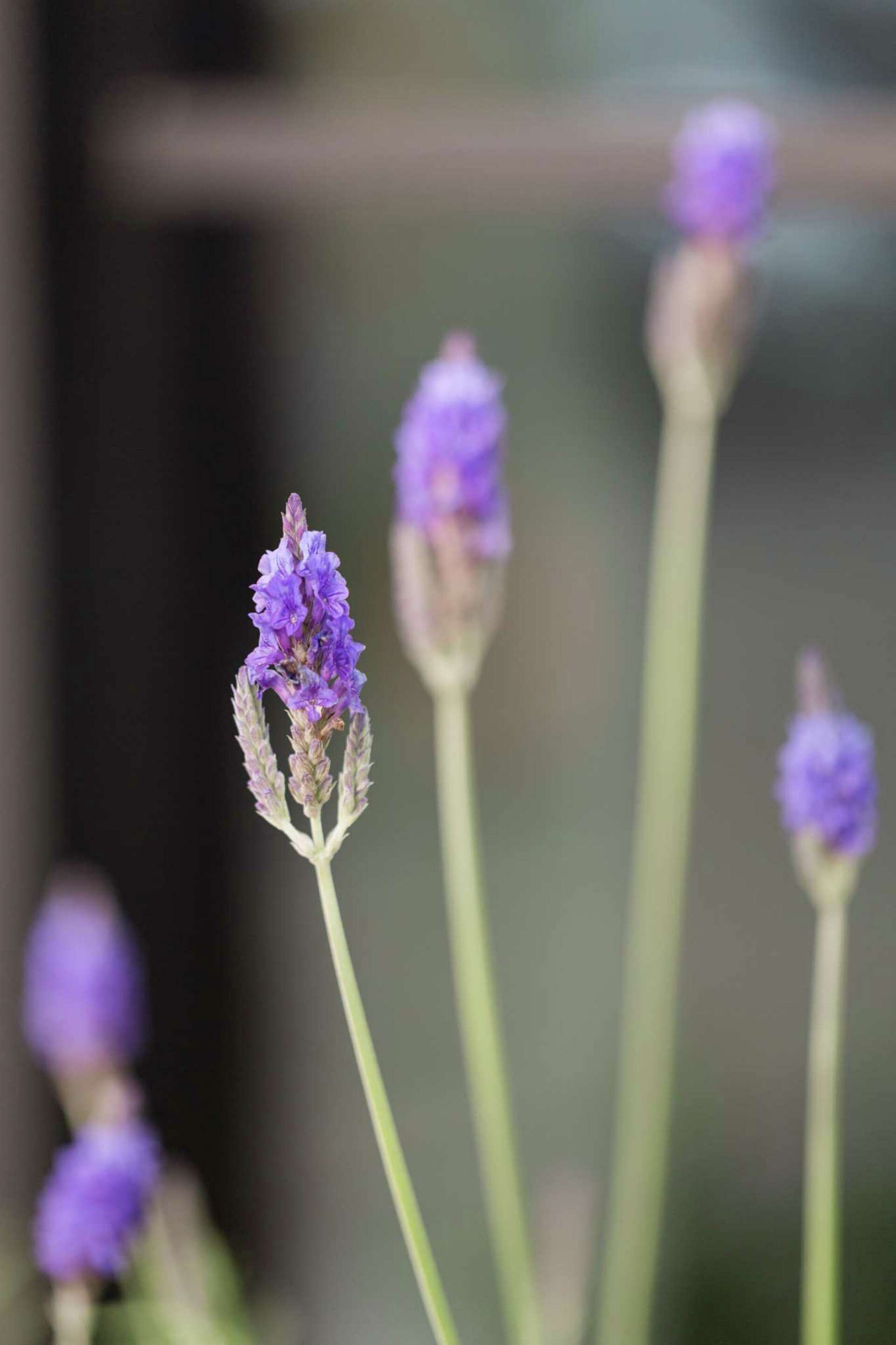 Breathe in the global scent of relaxation right here in Texas