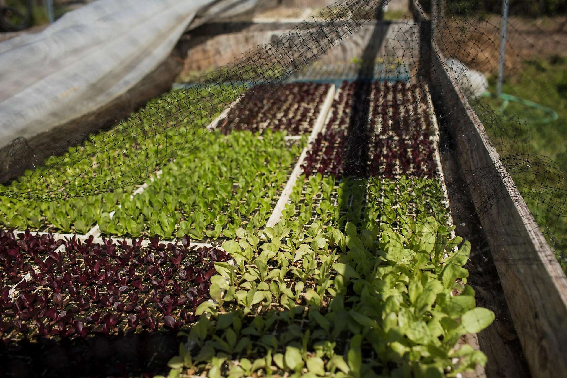 The novice farmer whose search for his roots led to an organic farm in ...