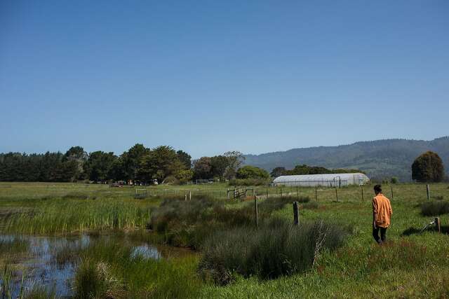 The novice farmer whose search for his roots led to an organic farm in ...