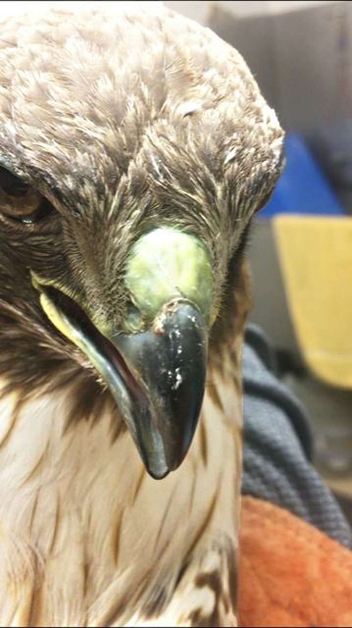 CT wildlife rehabilitator: ‘Rat poison’ is killing state’s raptors