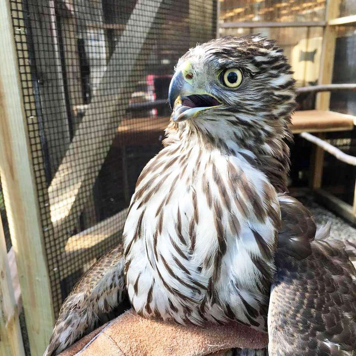 CT wildlife rehabilitator: ‘Rat poison’ is killing state’s raptors