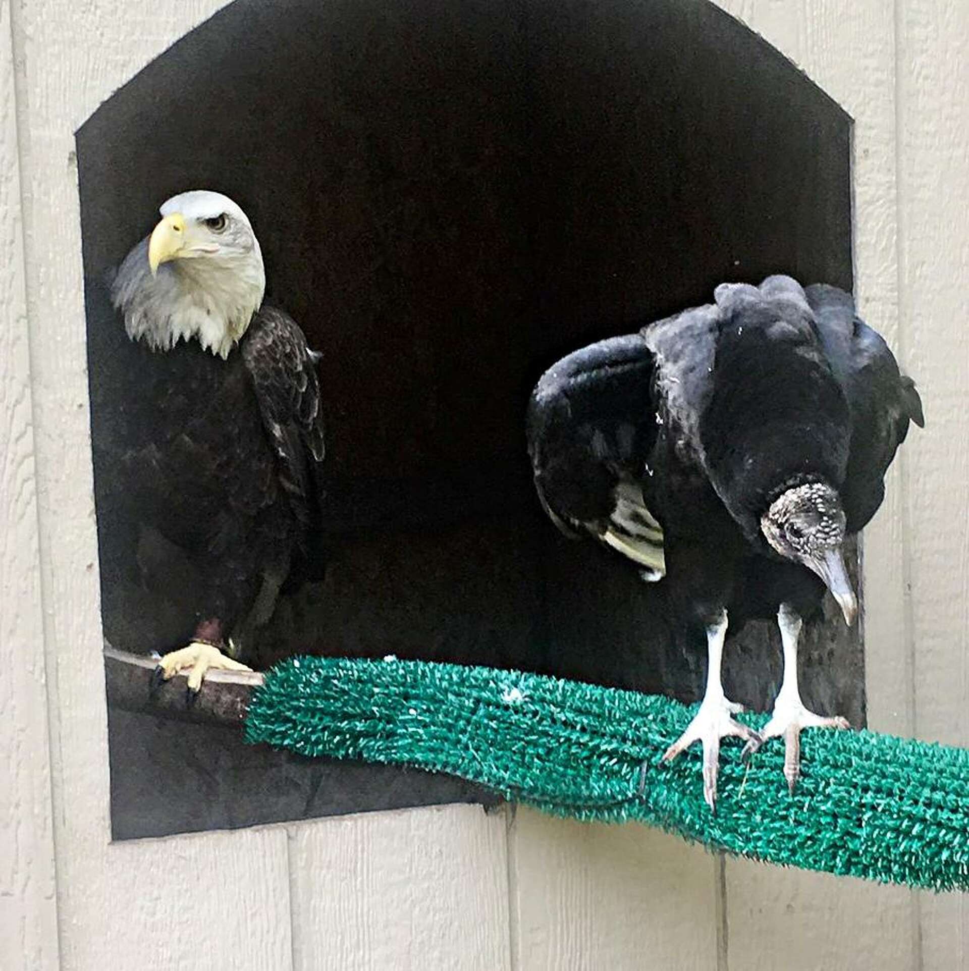 CT wildlife rehabilitator: ‘Rat poison’ is killing state’s raptors