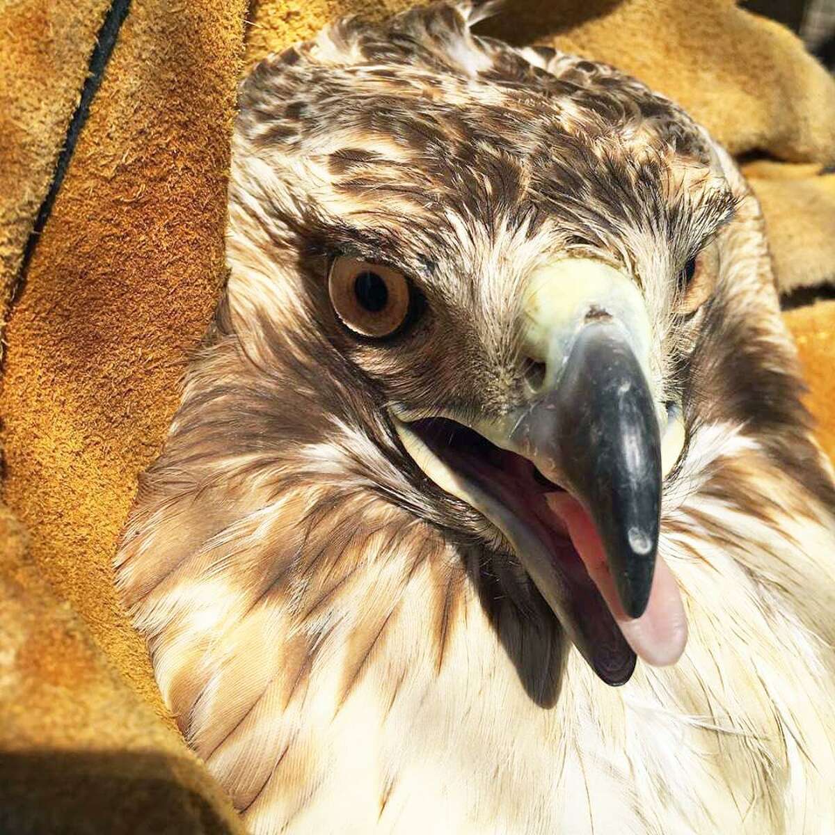 CT wildlife rehabilitator: ‘Rat poison’ is killing state’s raptors