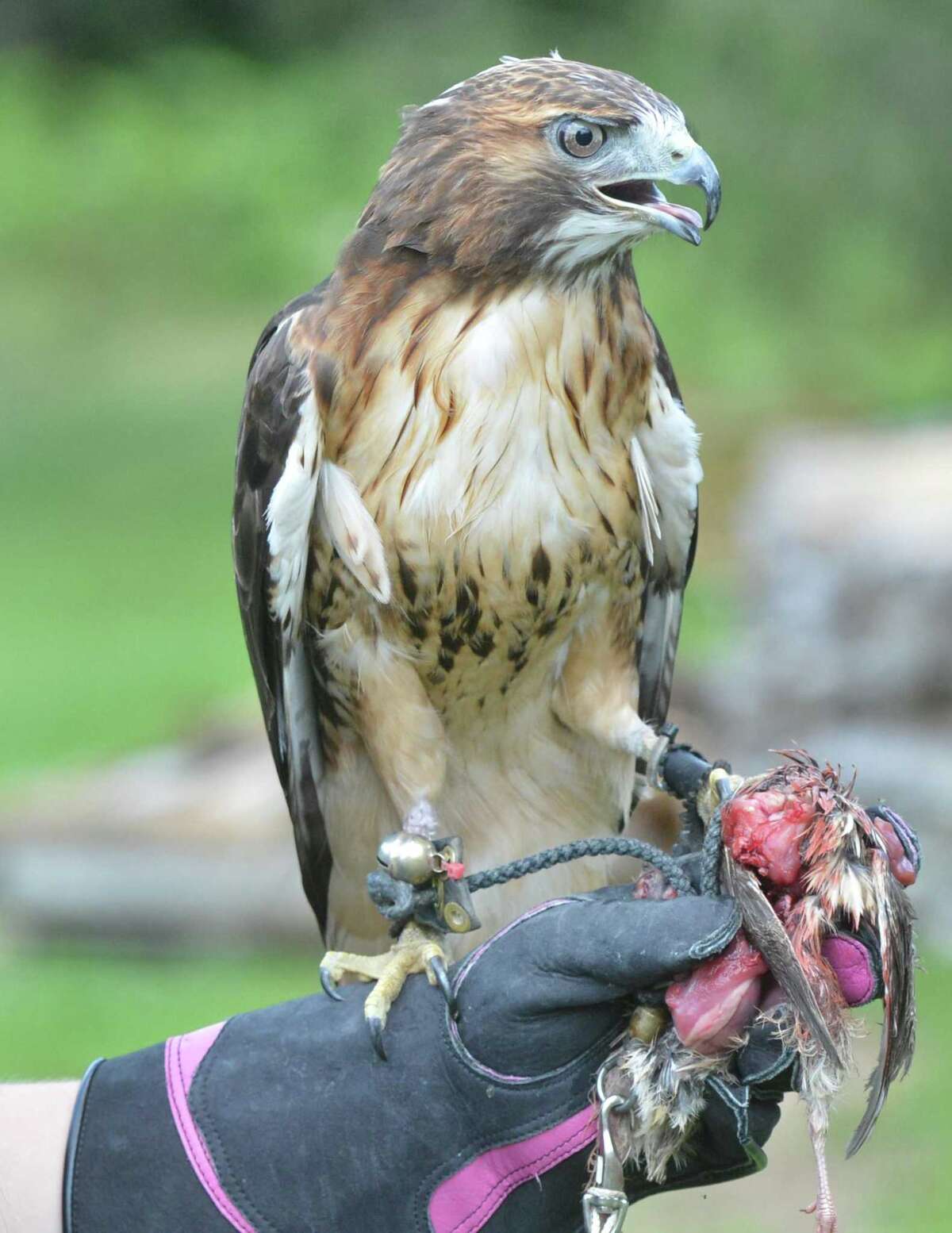 CT wildlife rehabilitator: ‘Rat poison’ is killing state’s raptors