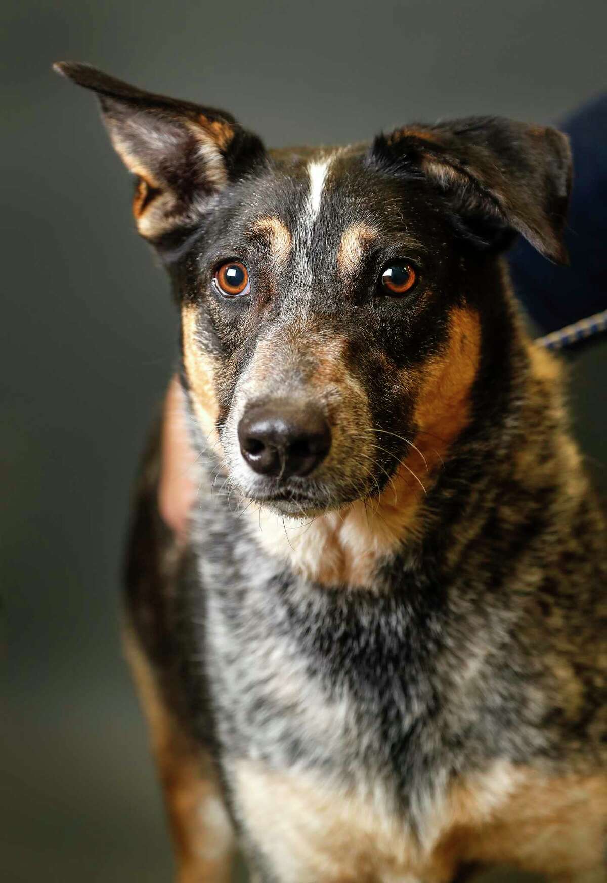 Code Red at Fort Bend shelter: Dogs have until June 2 to be adopted
