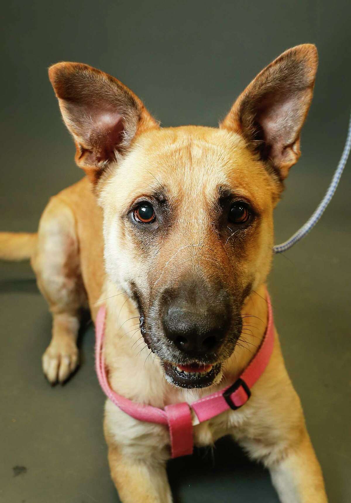 Code Red at Fort Bend shelter: Dogs have until June 2 to be adopted