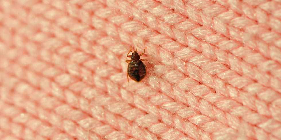 Everything you need to know to get rid of bedbugs