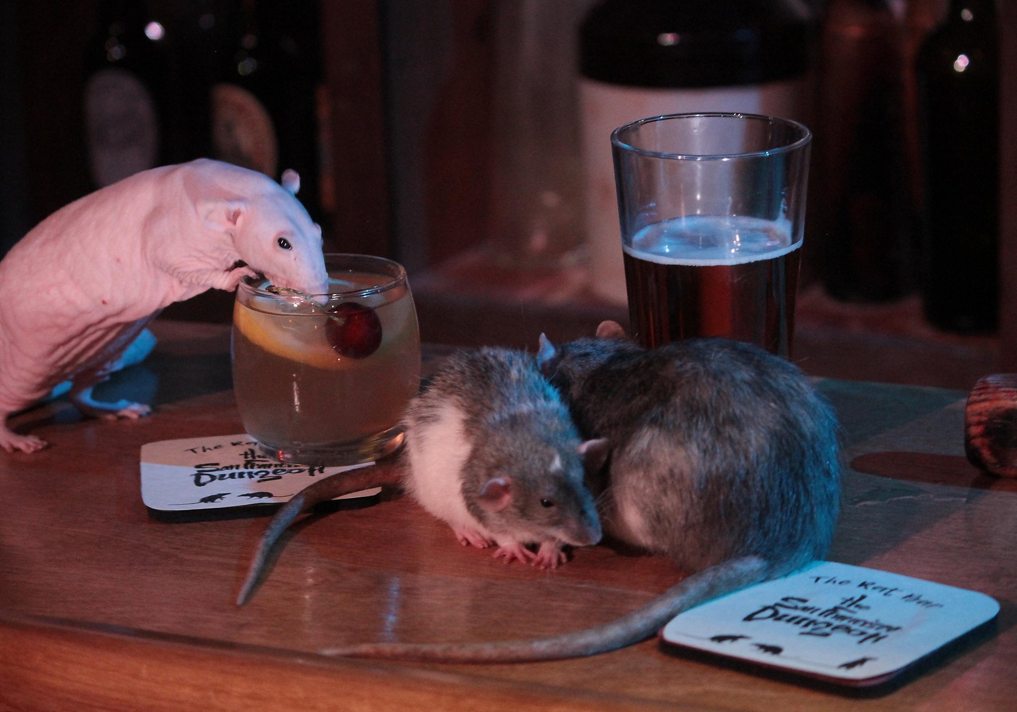 Rat-infested pop-up bar to open in San Francisco