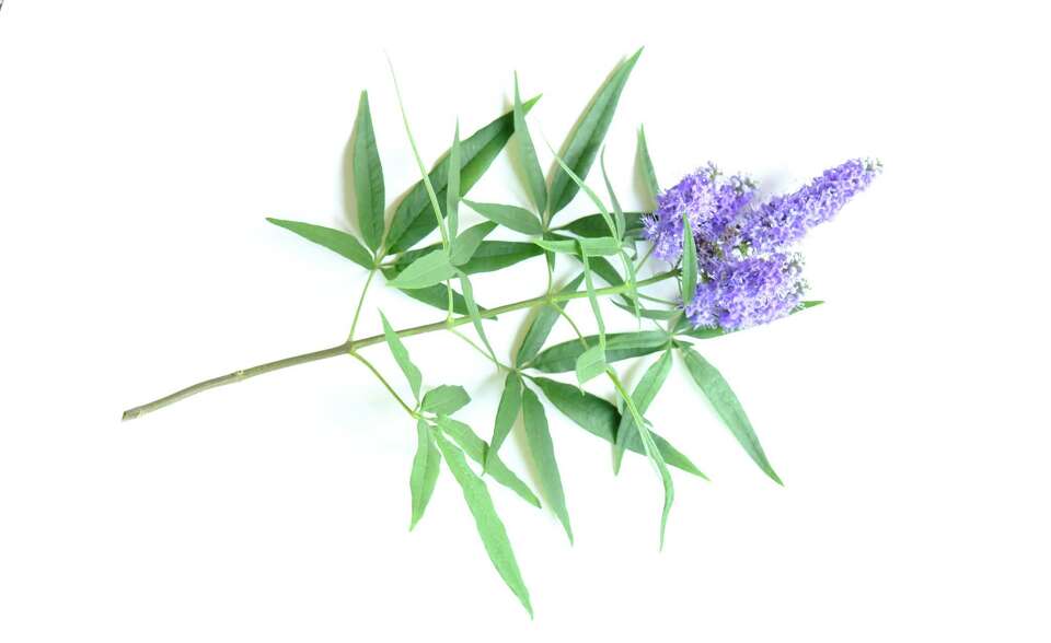 Vitex tree serves as Texas’ answer to the lilac
