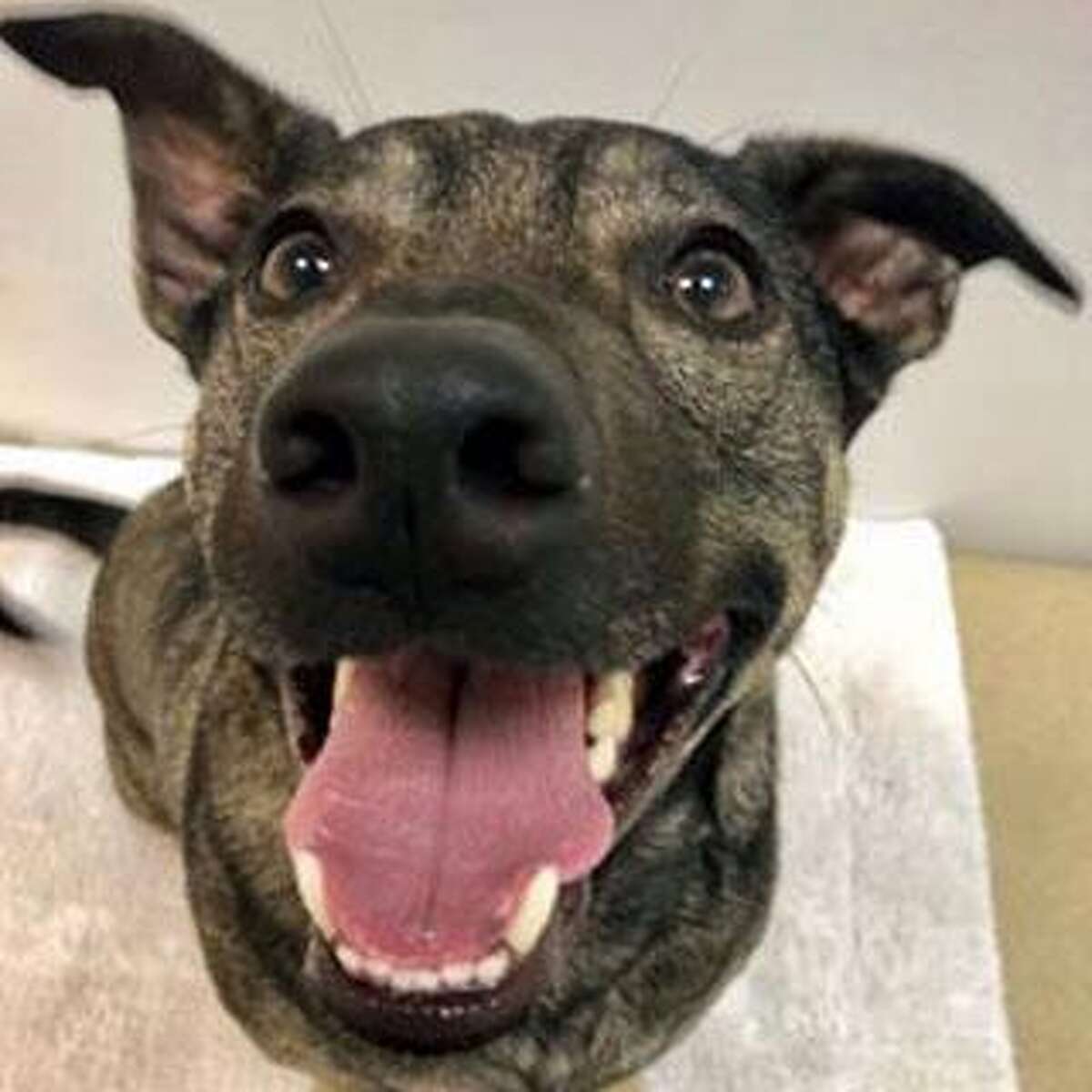 Pet of the Week / Mosley