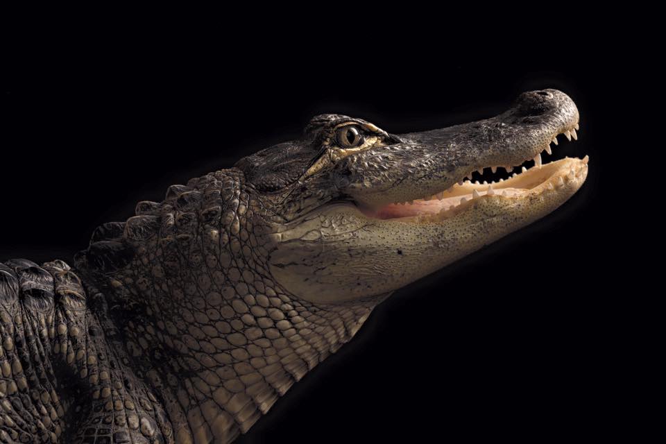 Once missing, 6-foot alligator found in Columbia County