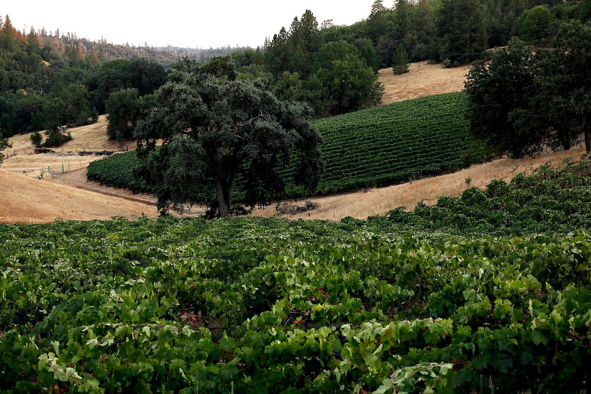 Inside the remote, peculiar vineyard behind Amador’s most acclaimed wines