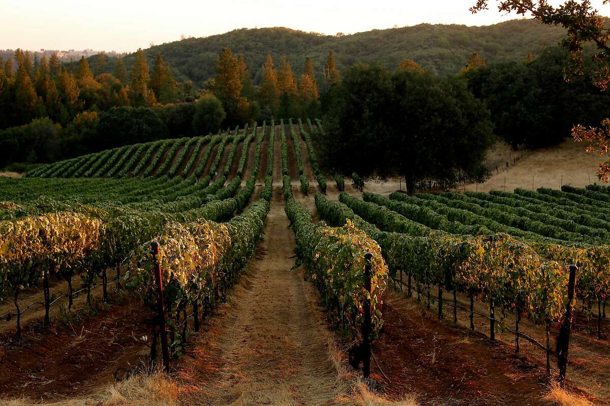 Inside the remote, peculiar vineyard behind Amador’s most acclaimed wines