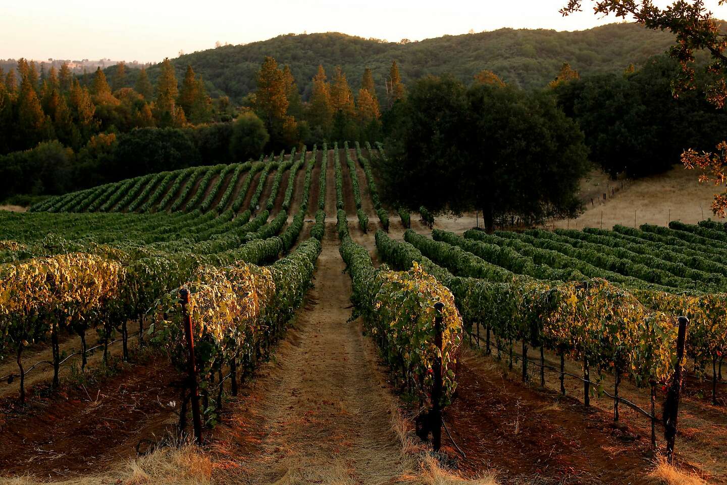 Inside the remote, peculiar vineyard behind Amador’s most acclaimed wines