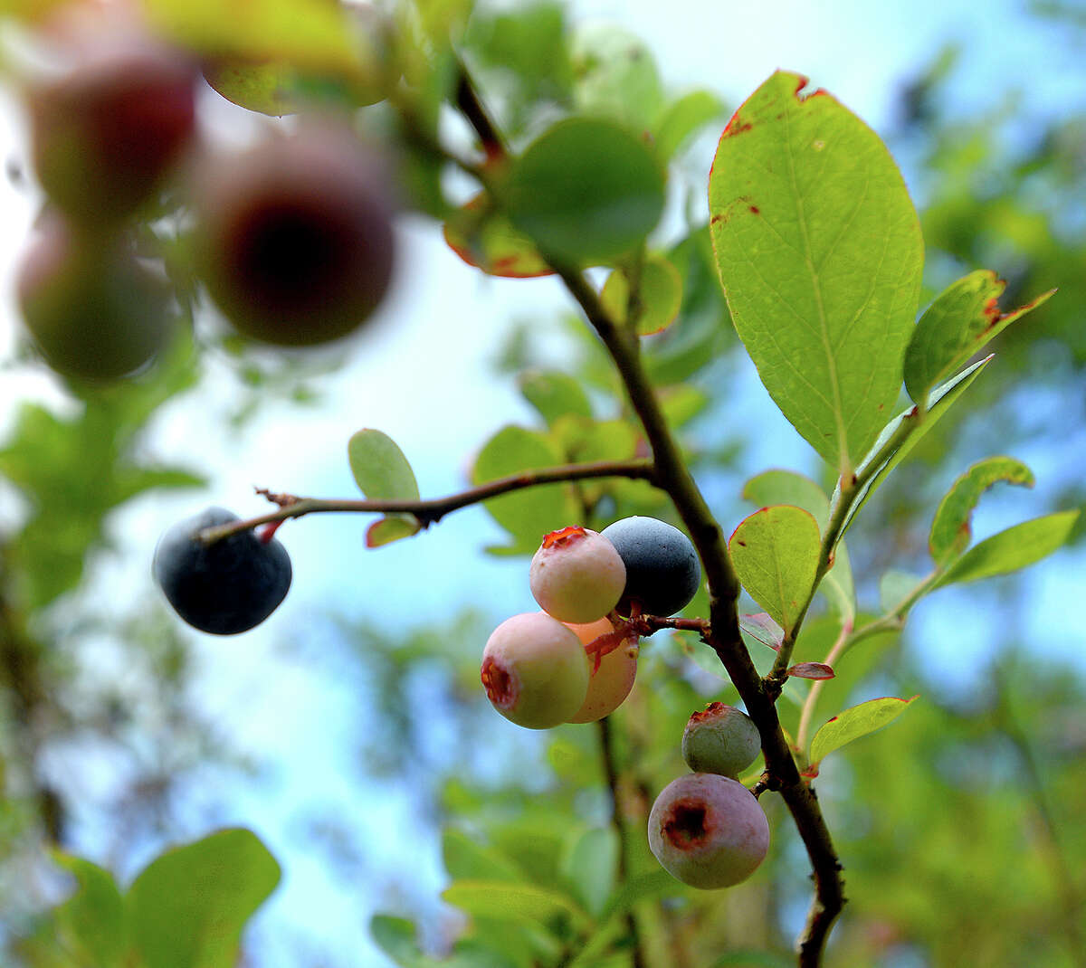 Explore one of the largest blueberry farms in SE Texas