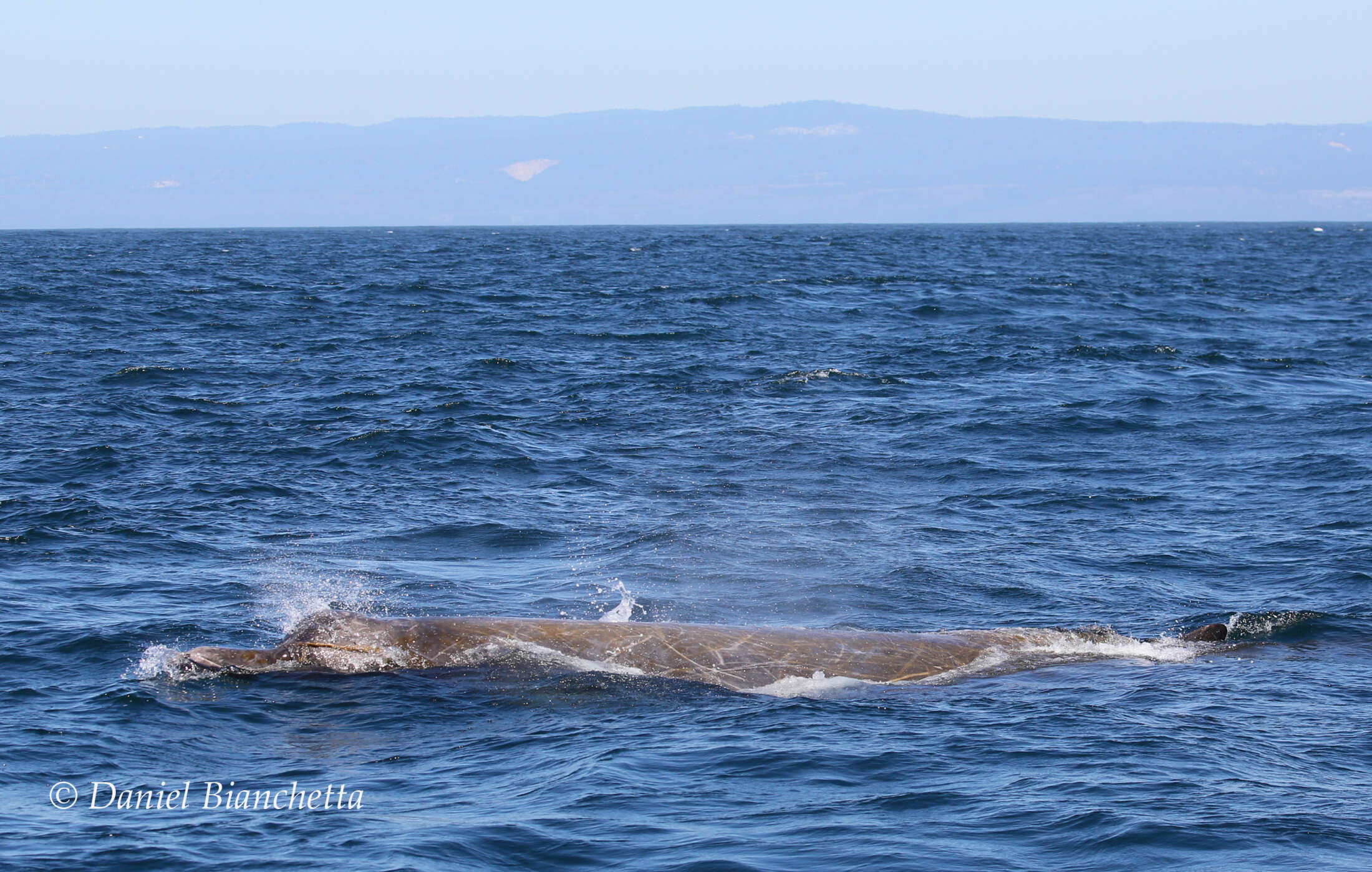 'Most mysterious of all whales': Rare, weird-looking whales spotted off ...