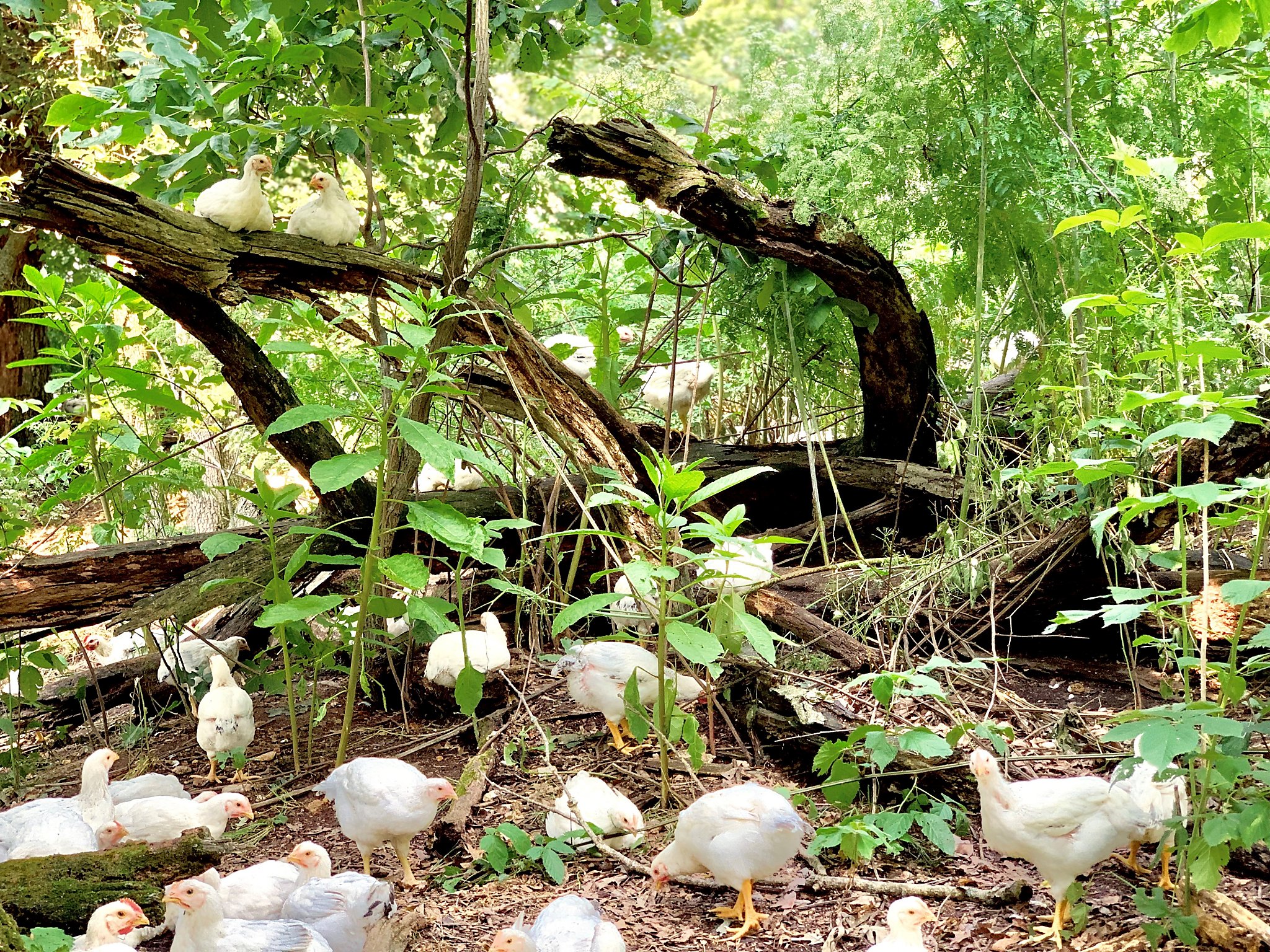 Can chicken fight climate change? Blue Apron founder’s new company bets ...