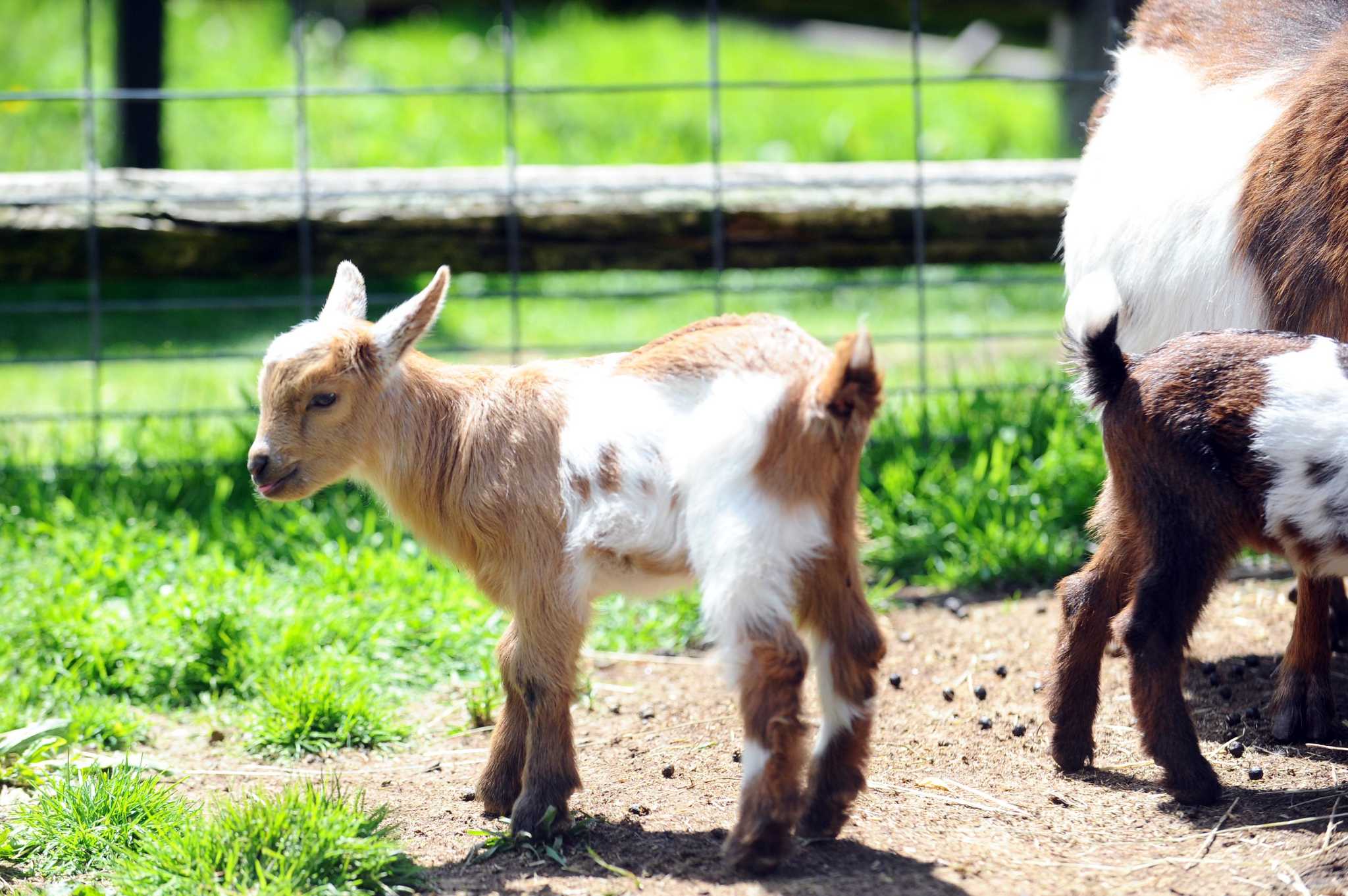 Goat activities in Connecticut