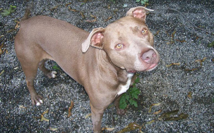 Two-year-old Dory is available at the Trumbull Animal Shelter