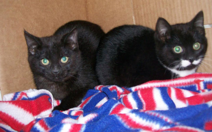 Two little kittens available for adoption at Trumbull Animal Shelter