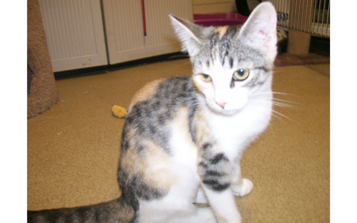 Six-month-old female calico cat now available for adoption