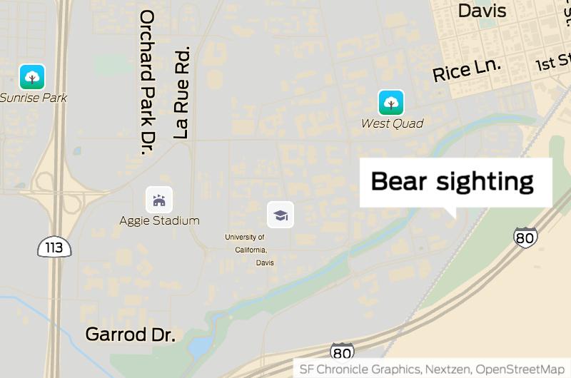 Bear safely removed from UC Davis campus