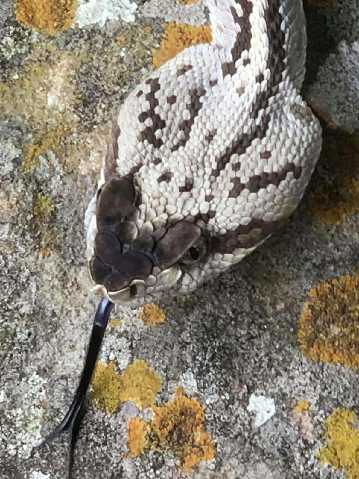 Expert: Rare black-tail rattlesnake found in Central Texas, the second ...