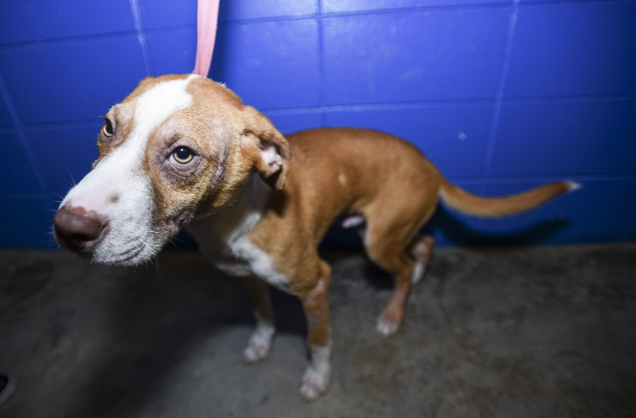 Photos: Beaumont Animal Care cats and dogs