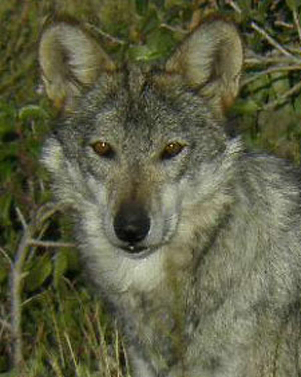 Three endangered Mexican wolves now at CT’s Beardsley Zoo